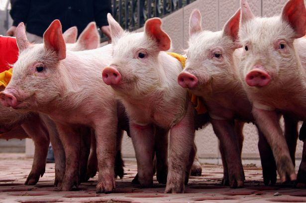 Sow behavior during introduction to a large dynamic group - 文摘 - pig333 ...