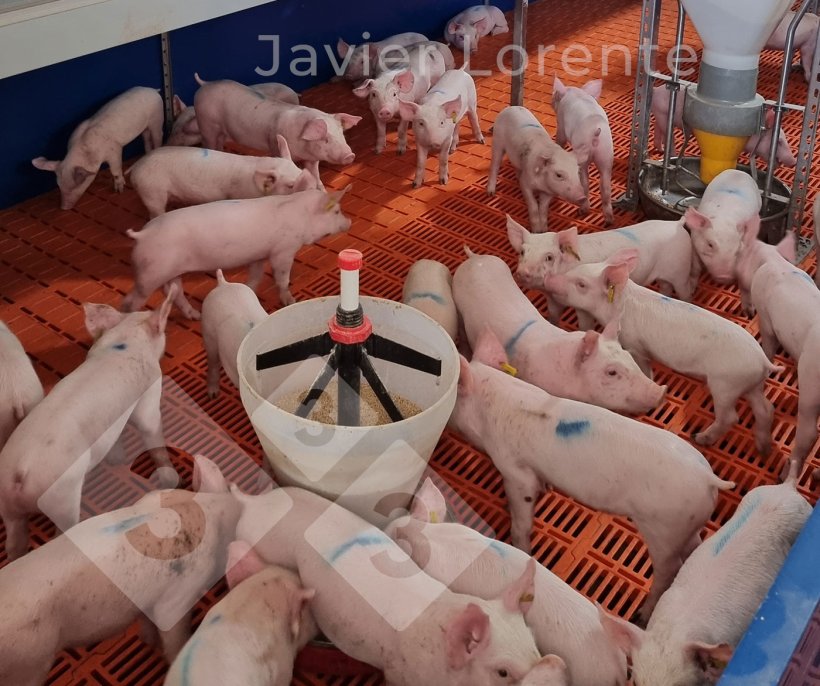 The importance of the process of weaning piglets - 文章 - pig333.cn, 世界猪业之窗